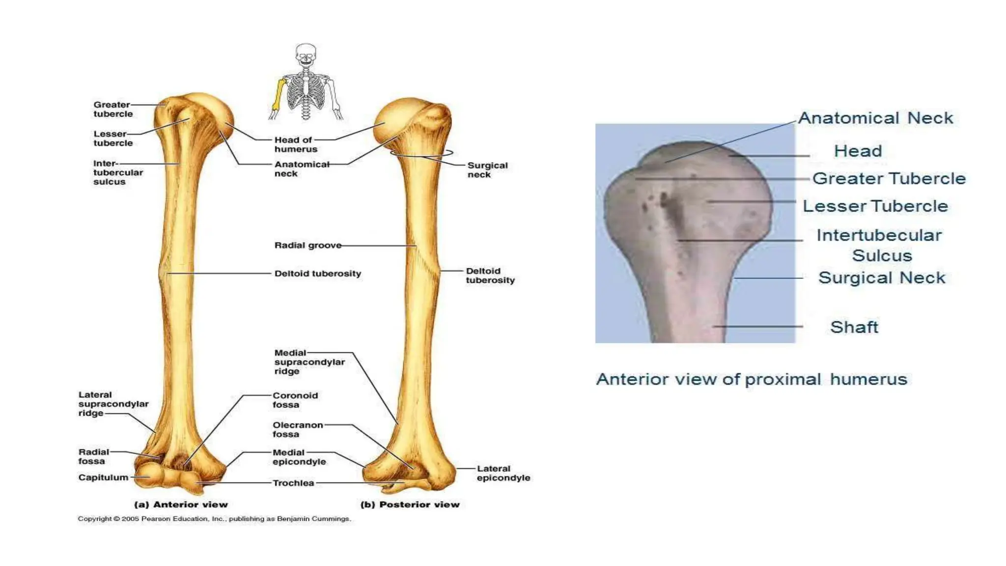 Humerus bone osteology: Upper limb Anatomy | PPTX