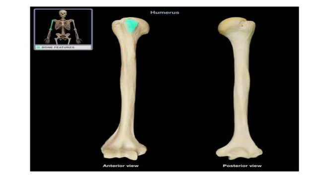 Humerus bone osteology: Upper limb Anatomy | PPTX | Death, Injury, or ...