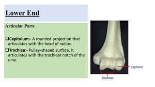 Humerus bone osteology: Upper limb Anatomy | PPTX