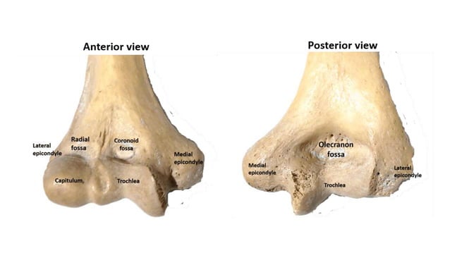 Humerus bone osteology: Upper limb Anatomy | PPTX | Death, Injury, or ...