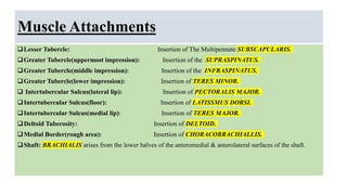 Humerus bone osteology: Upper limb Anatomy | PPTX