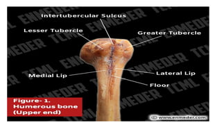 Humerus bone osteology: Upper limb Anatomy | PPTX