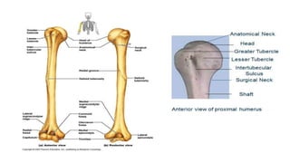 Humerus bone osteology: Upper limb Anatomy | PPTX