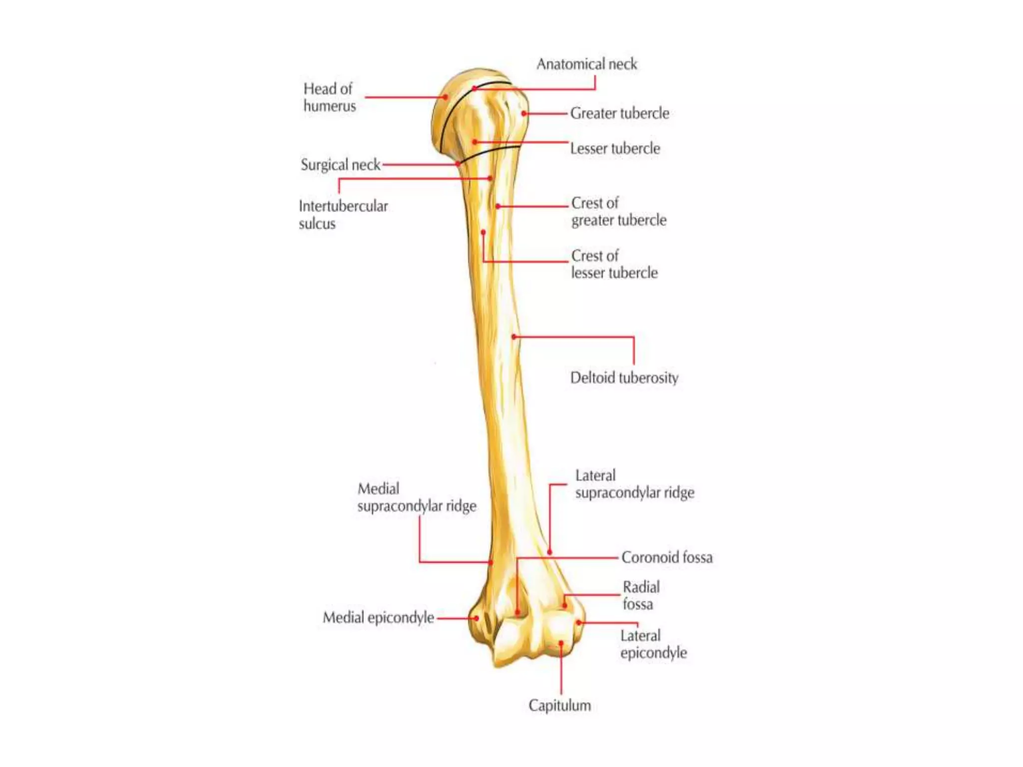 Humerus Shaft Fractur-OSCE.pptx
