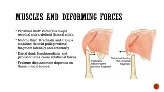 Anatomy and surgical approaches to humerus fracture.pptx