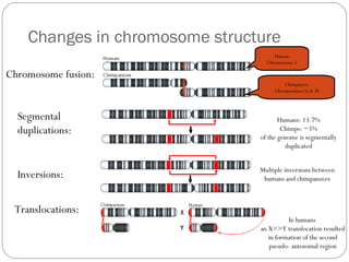 Bio263 Lecture 2: Becoming human | PPT