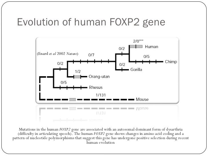 Bio263 Lecture 2: Becoming human