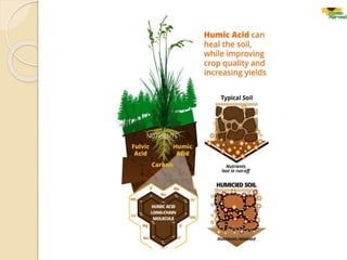 HUMIC ACID FOR LAWNS | PPTX