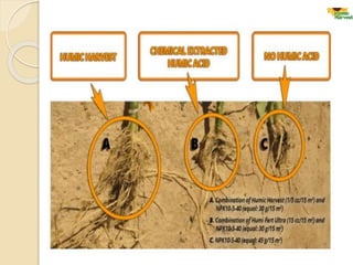 HUMIC ACID FOR LAWNS | PPTX