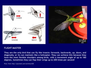 Hummies that we hardly know | PPT