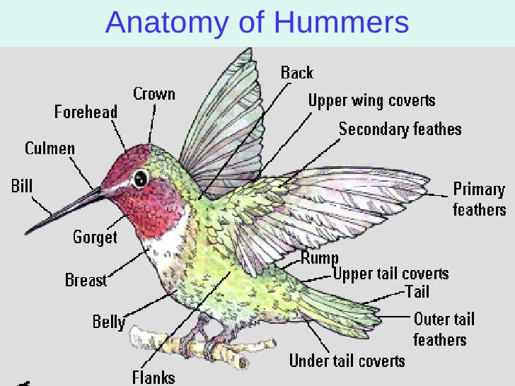 Hummingbird Hummingbird