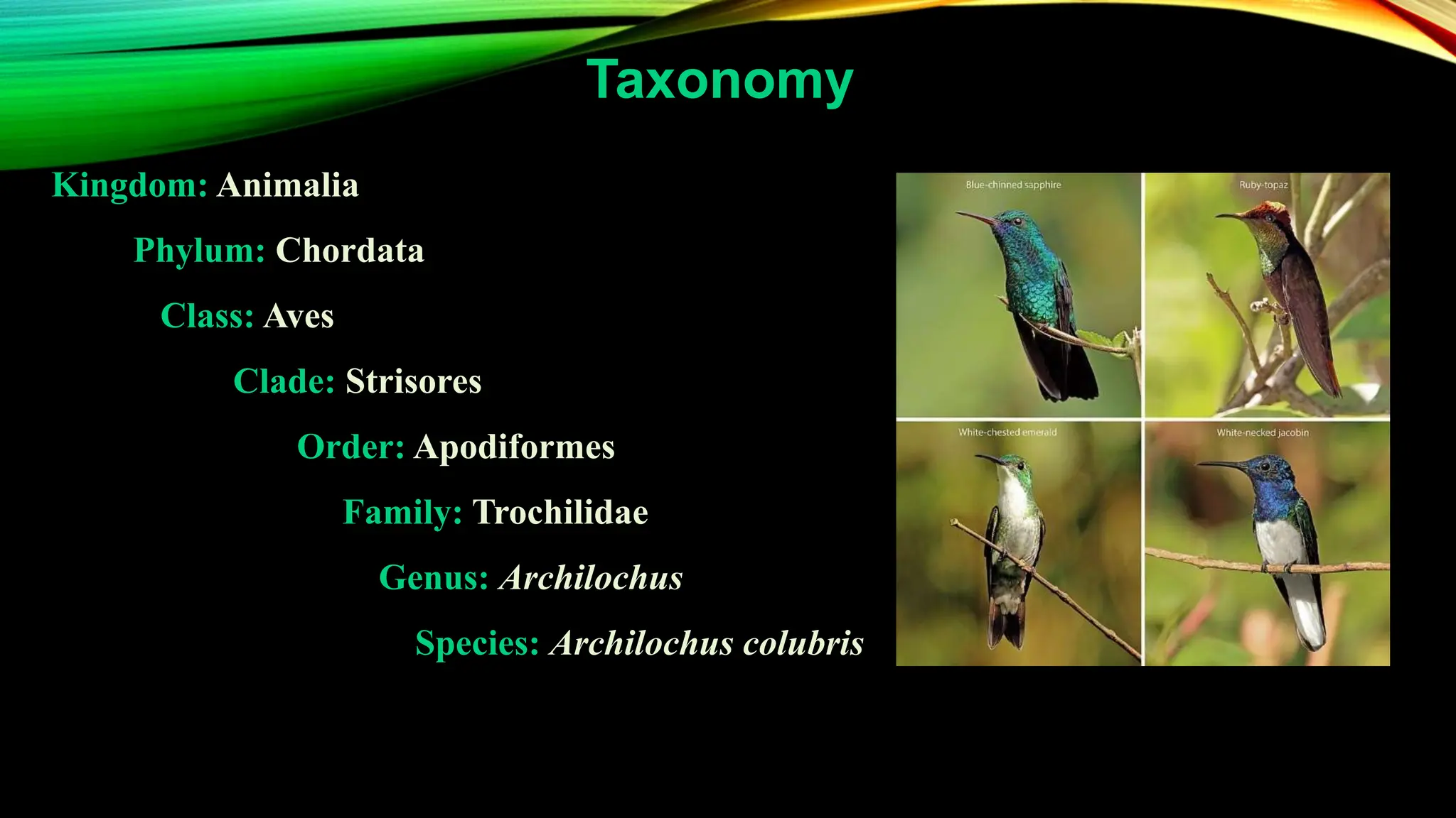 Hummingbird49.pptx.It is about a nice bird | PPTX