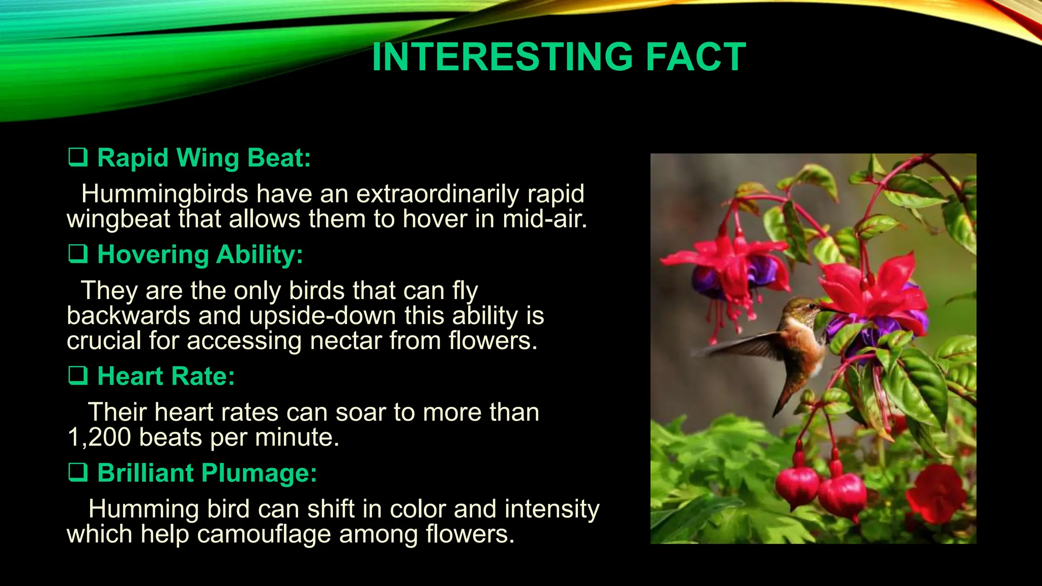 Hummingbird49.pptx.It is about a nice bird | PPTX