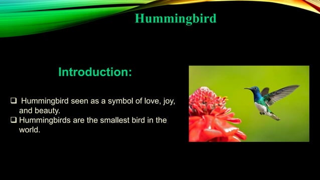 Hummingbird49.pptx.It is about a nice bird | PPT | Free Download