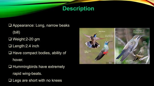 Hummingbird49.pptx.It is about a nice bird | PPT