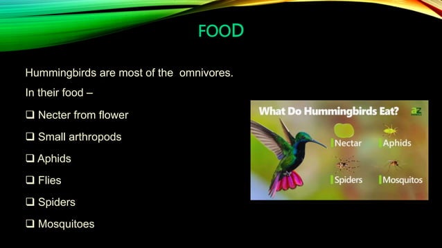 Hummingbird49.pptx.It is about a nice bird | PPT