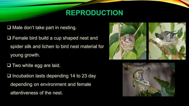 Hummingbird49.pptx.It is about a nice bird | PPT