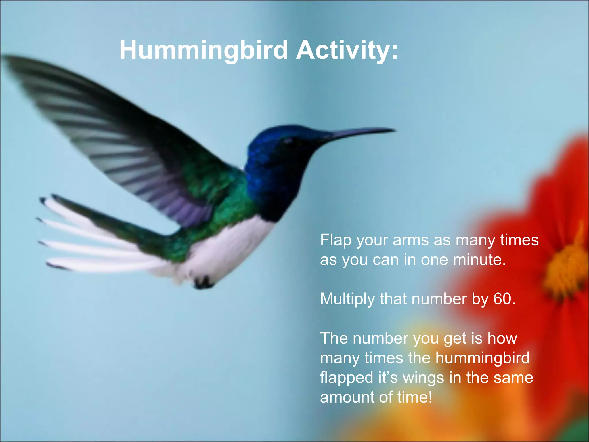 Hummingbirds | PPT