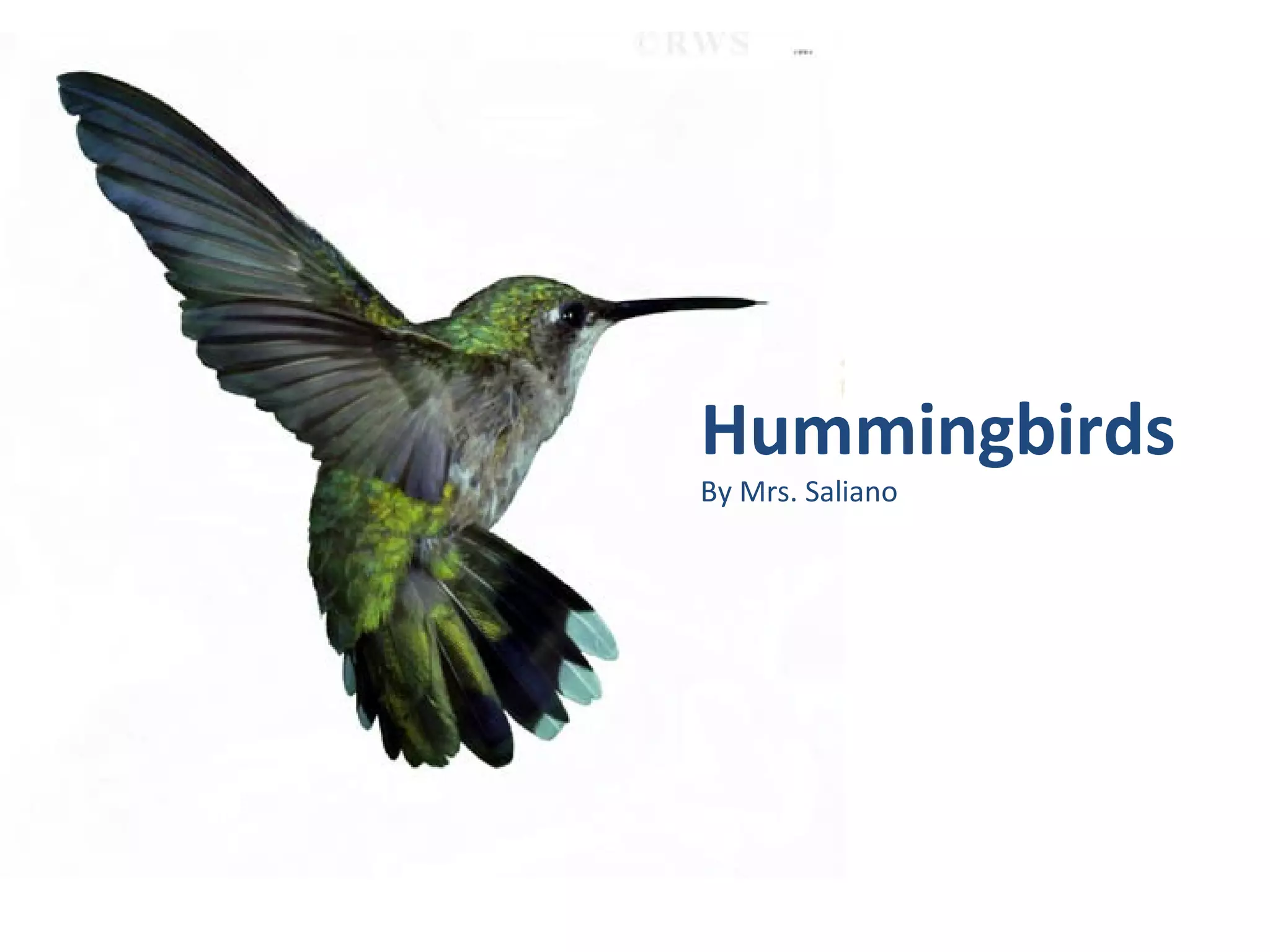 Hummingbirds | PPT