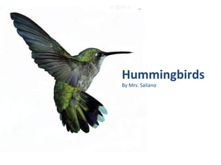 Hummingbirds | PPT