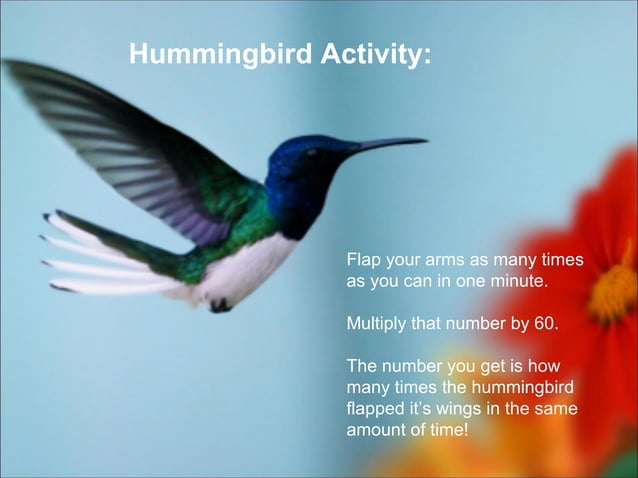Hummingbirds | PPT