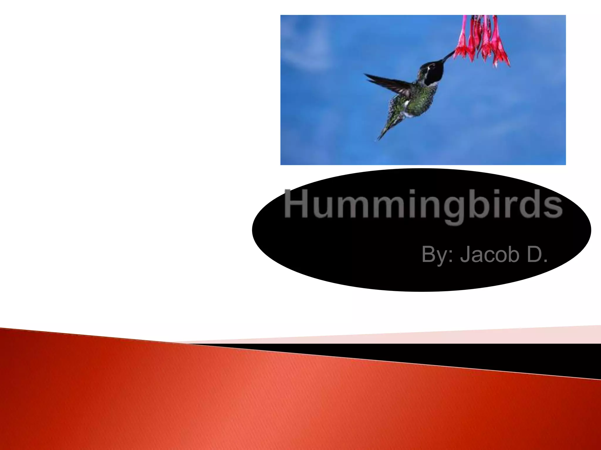 Hummingbirds | PPTX