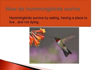 Hummingbirds | PPTX