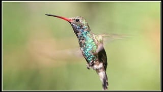 Hummingbirds | PPSX