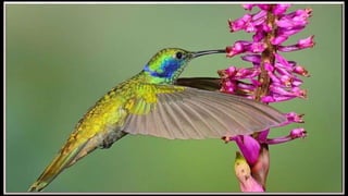 Hummingbirds | PPT