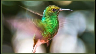 Hummingbirds | PPT