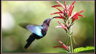 Hummingbirds | PPT