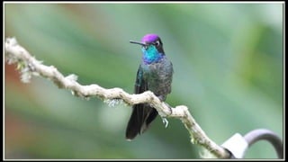 Hummingbirds | PPT