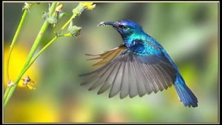 Hummingbirds | PPT