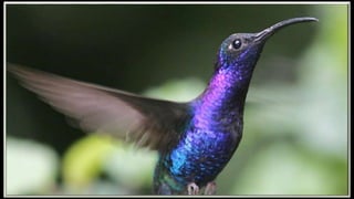 Hummingbirds | PPT