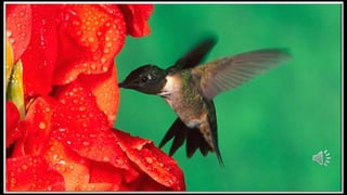 Hummingbirds | PPT