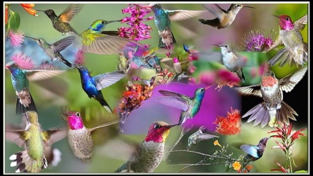 Hummingbirds | PPSX