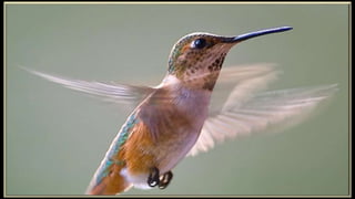 Hummingbirds | PPT