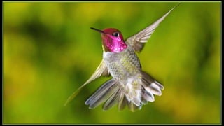 Hummingbirds | PPT