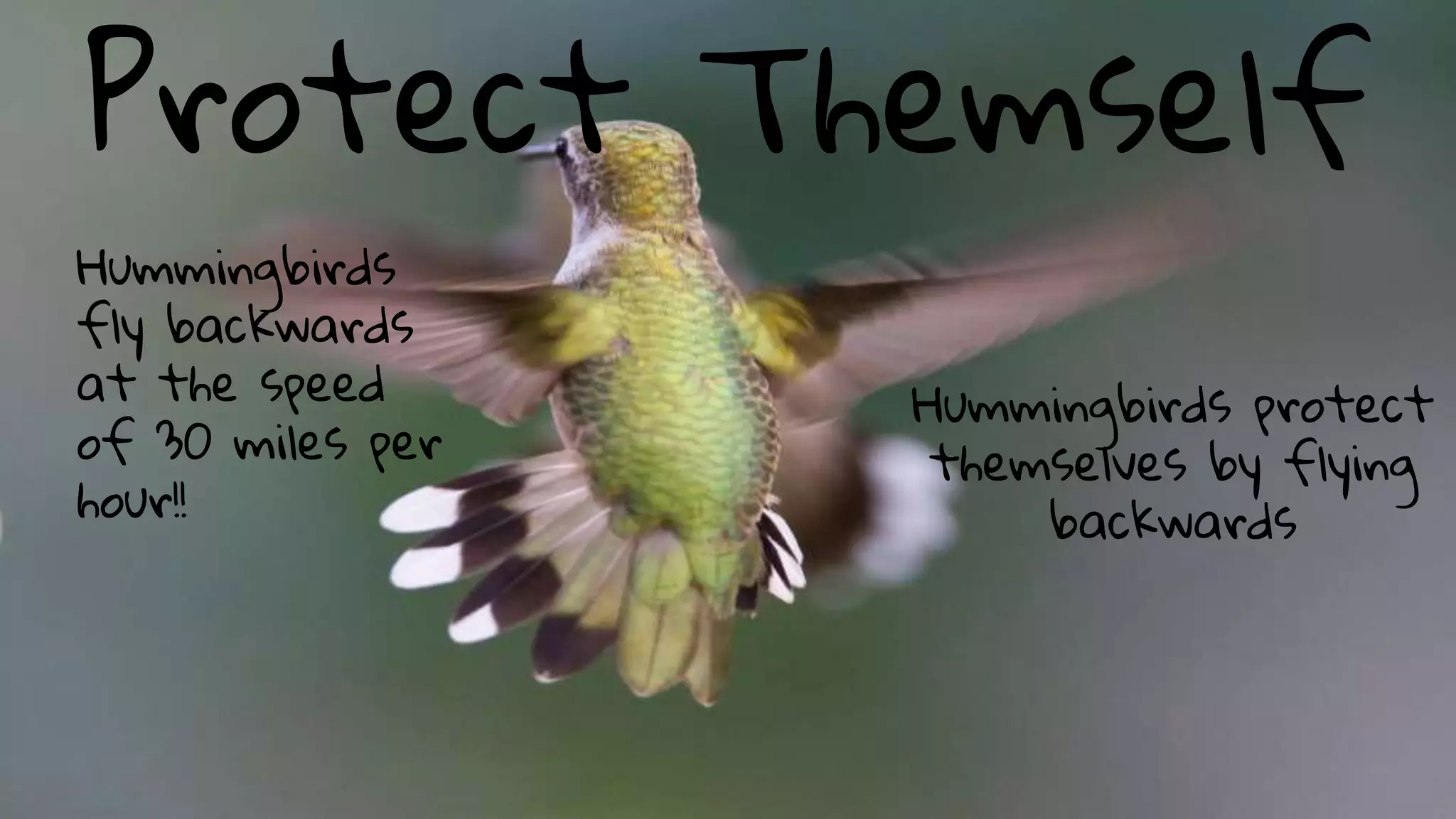 Hummingbirds | PPTX