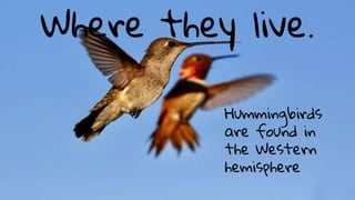 Hummingbirds | PPTX