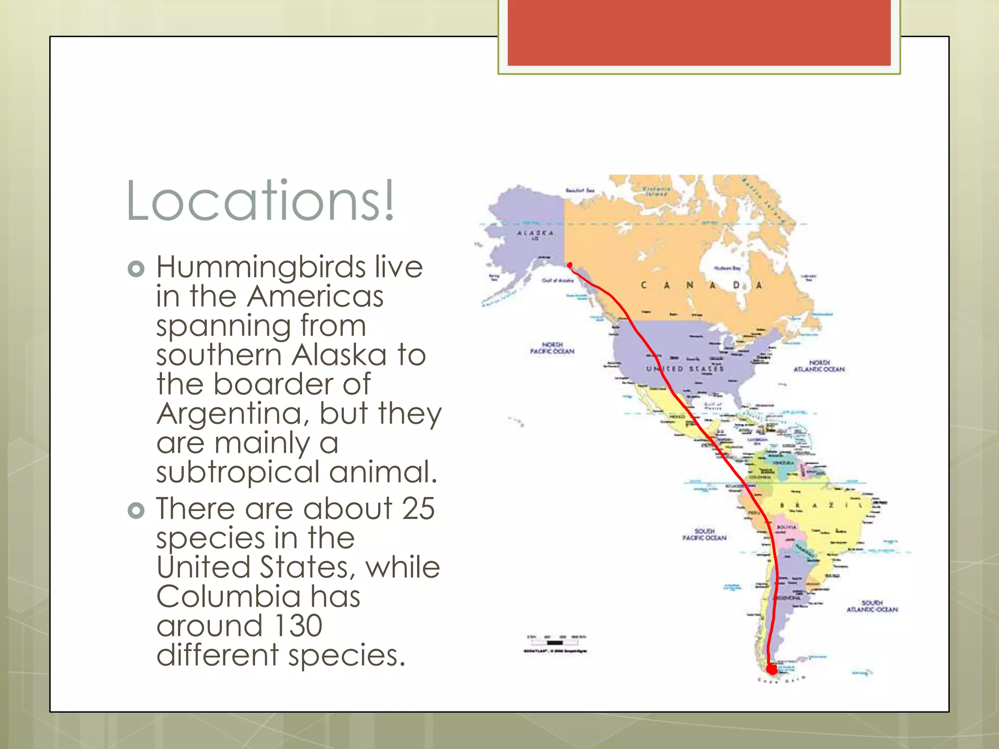 Hummingbirds are cool | PPT