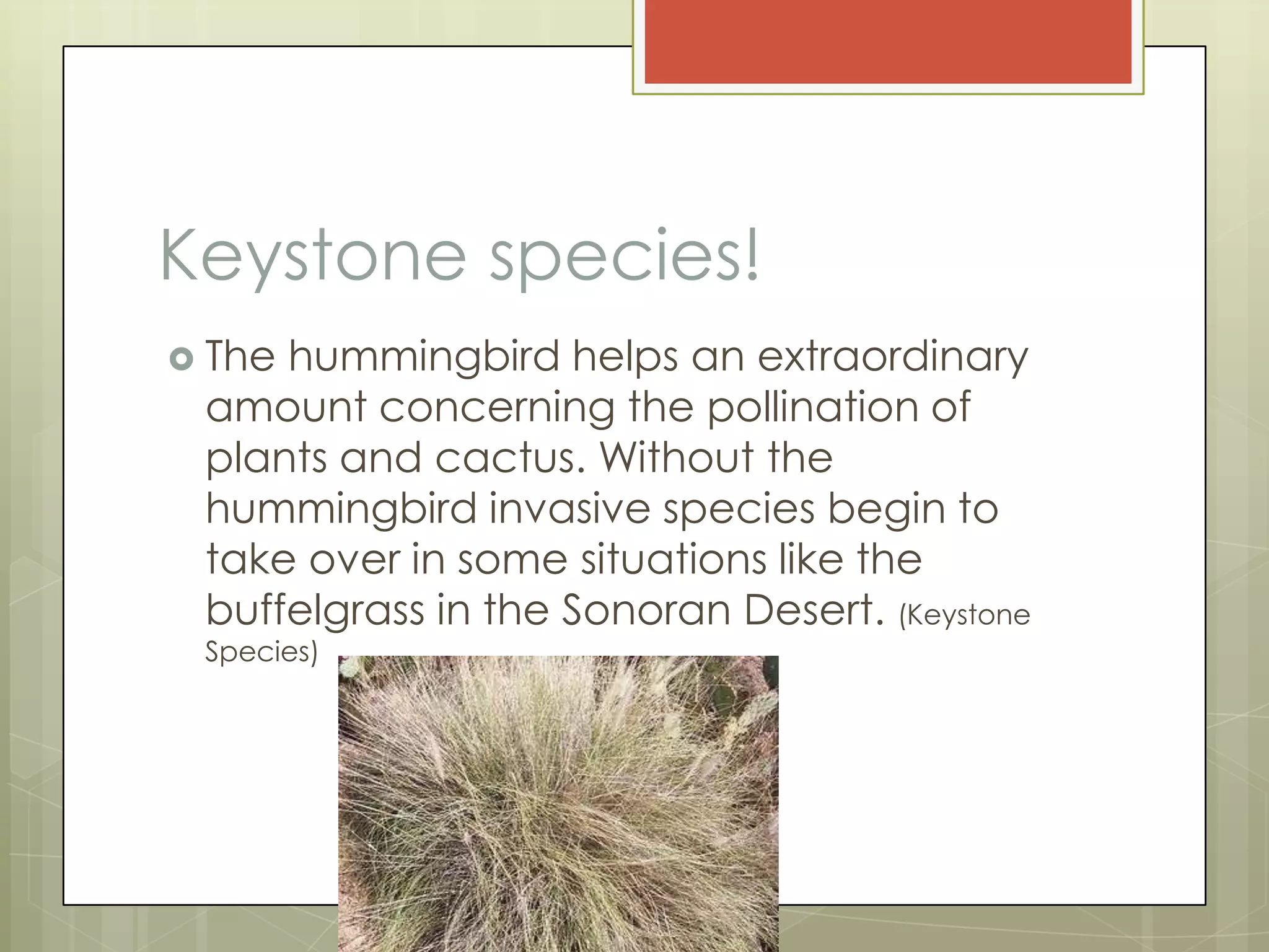 Hummingbirds are cool | PPT