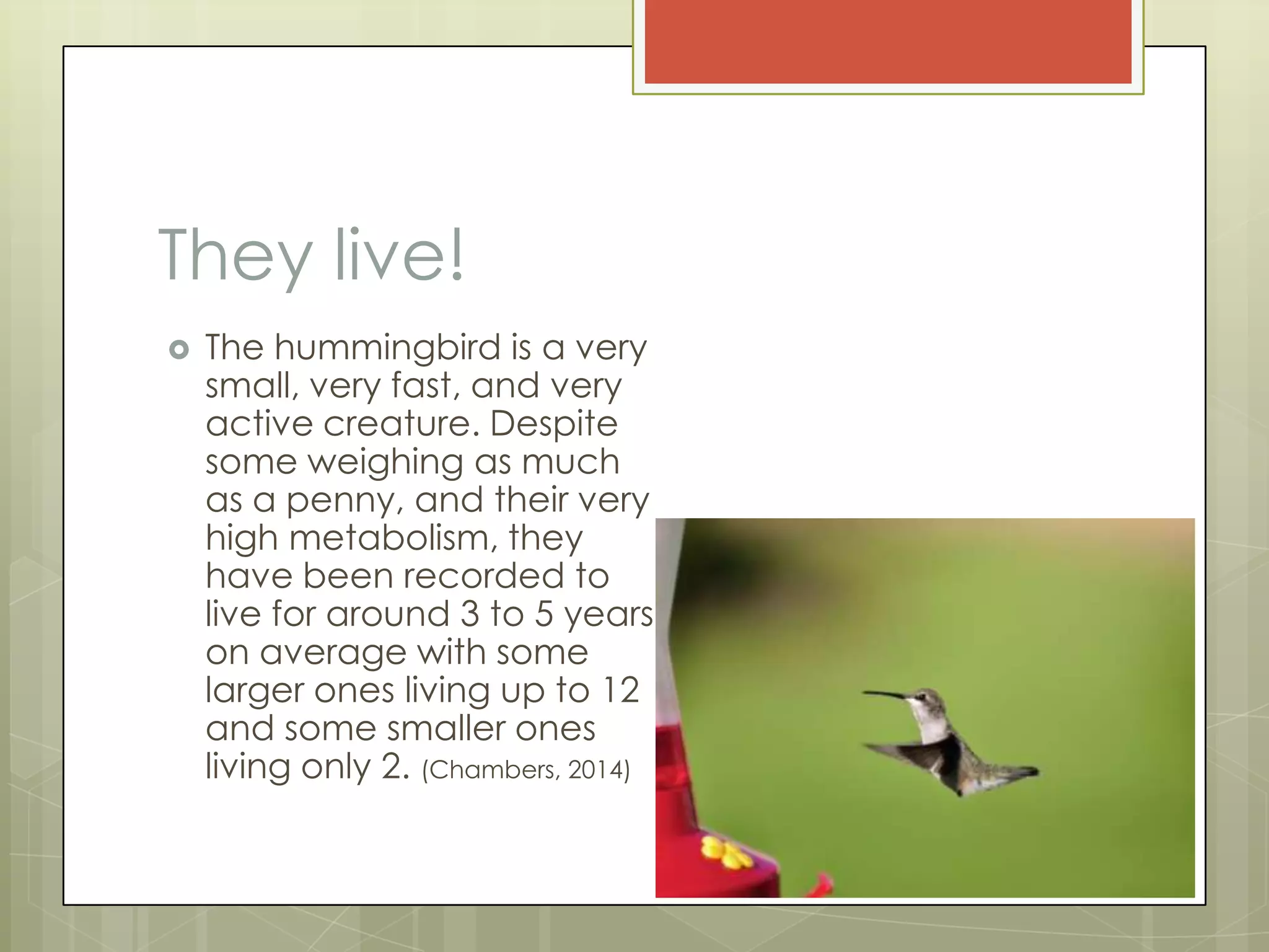 Hummingbirds are cool | PPT
