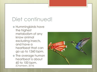 Hummingbirds are cool | PPTX