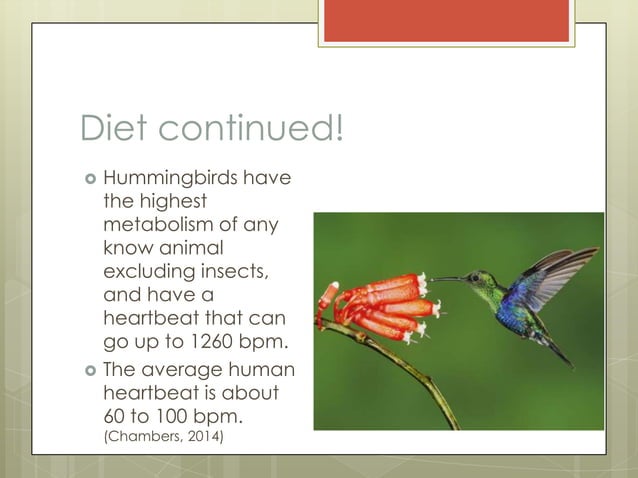 Hummingbirds are cool | PPT