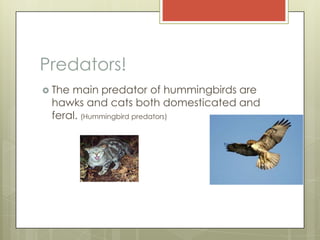 Hummingbirds are cool | PPT