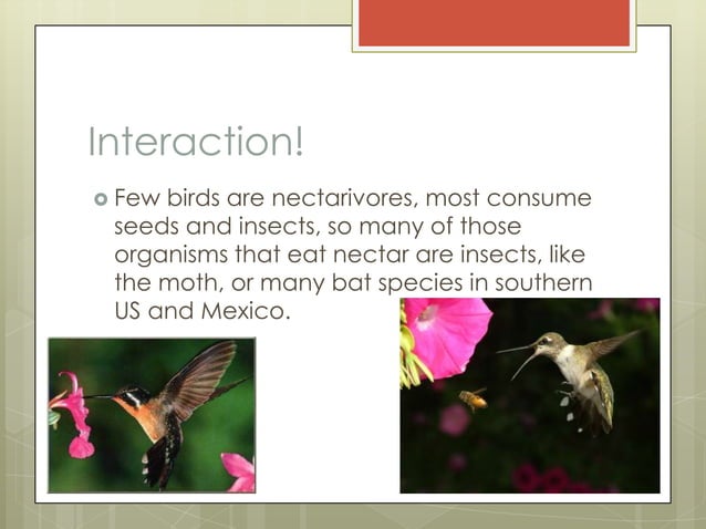 Hummingbirds are cool | PPT