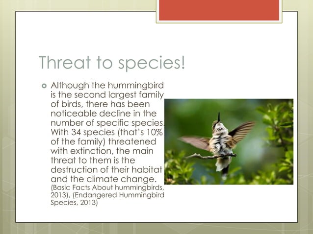 Hummingbirds are cool | PPT