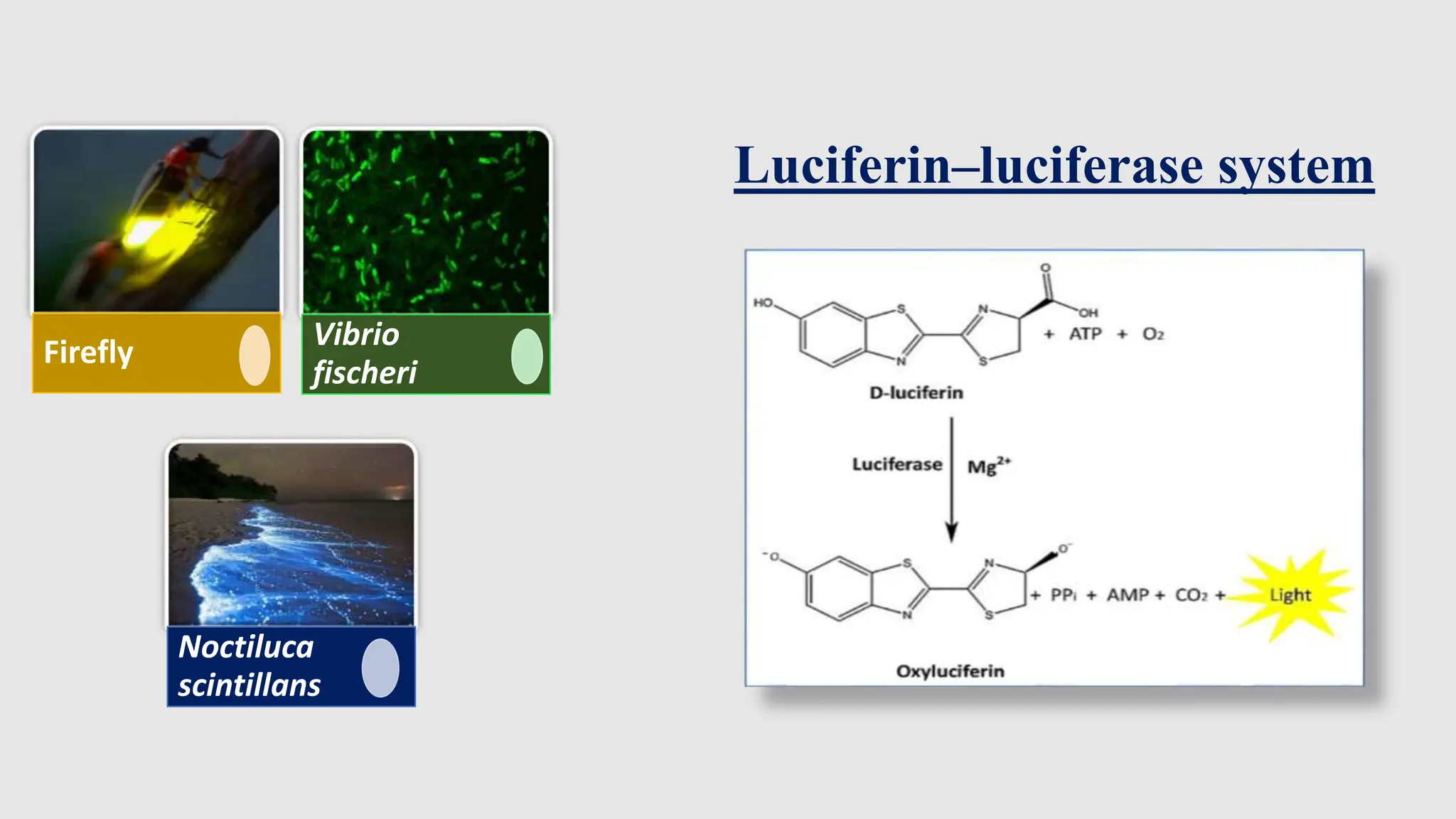 Chemiluminescence of Luminol | PPTX