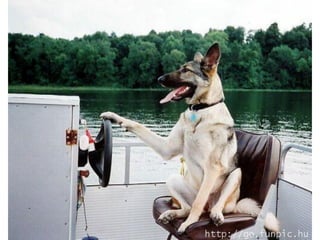 Humoorikad pildid | PDF